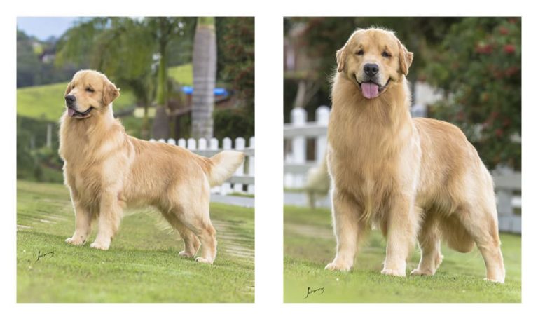 Golden Retriever Macho Macho - Filhote de Golden Retriever